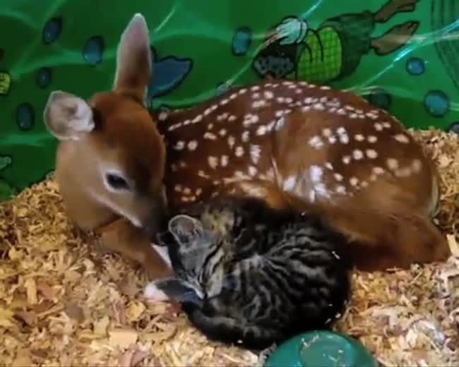 A Fawn and a Kitten – They are best friends